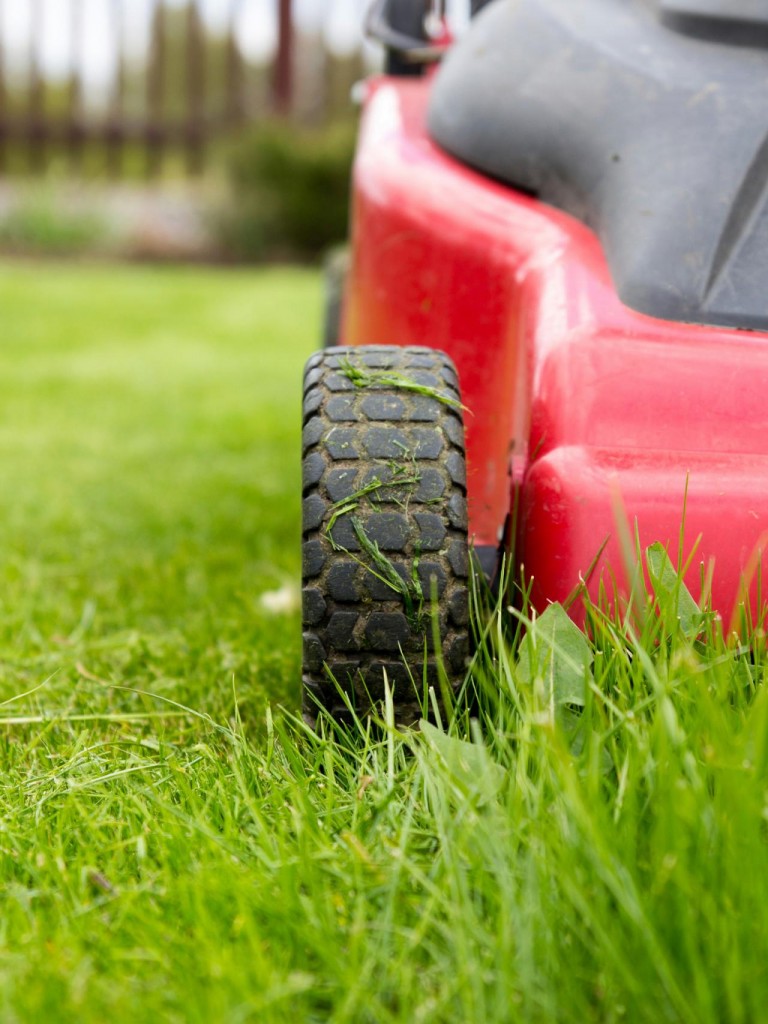 Is There A Best Time to Cut Grass? - Homewares Insider