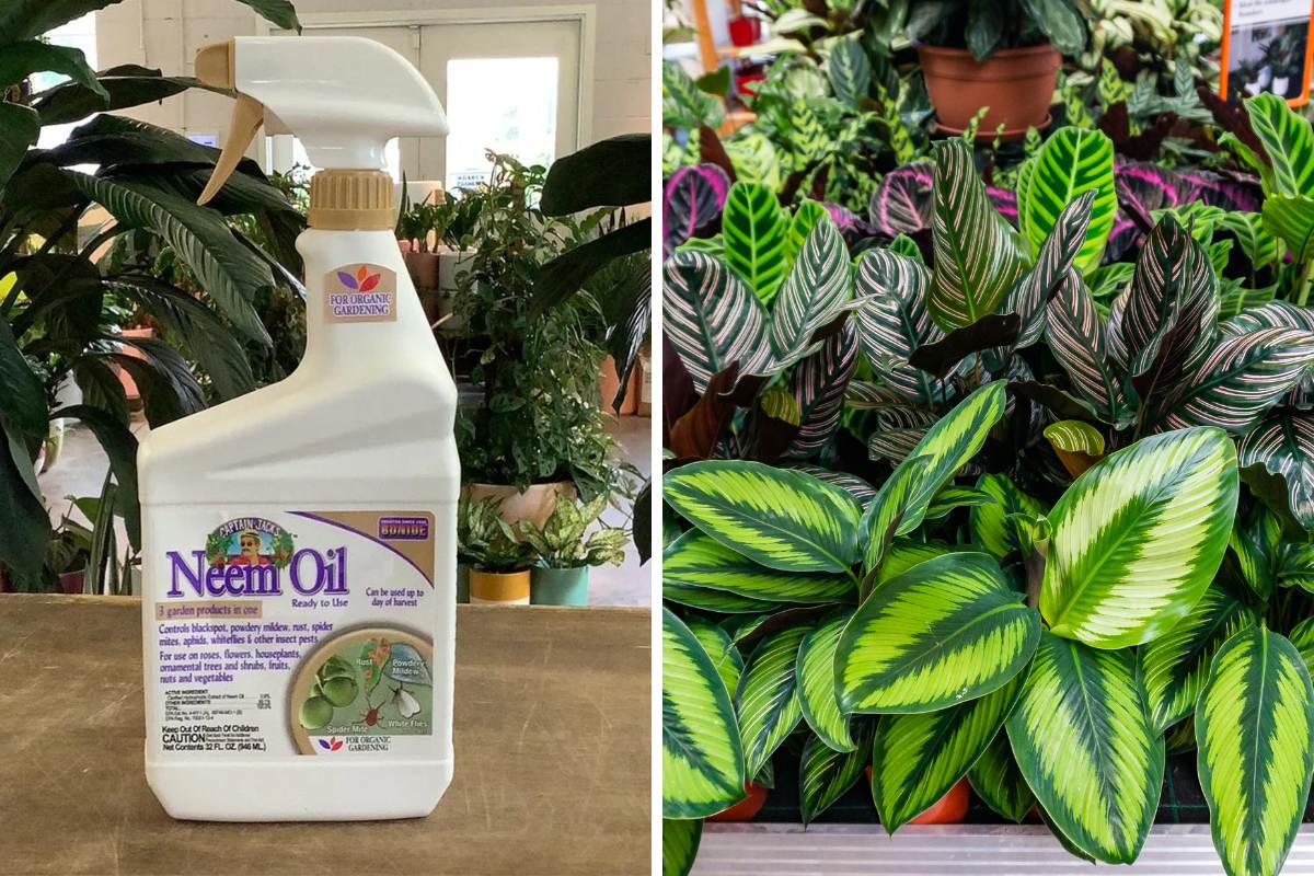 How to Use Neem Oil on Plants - Homewares Insider