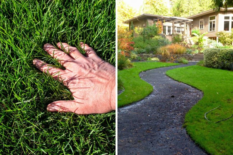 Revitalize Your Lawn: A Comprehensive Guide to Renovation and Repair ...